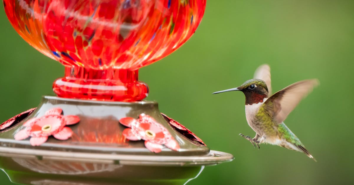 Wow, do all hummingbird feeders have to be red? 4 Riveting colors to ...